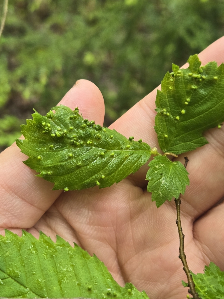 Elm Leaf Gall Mite from Randolph Township, PA, USA on May 11, 2024 at ...