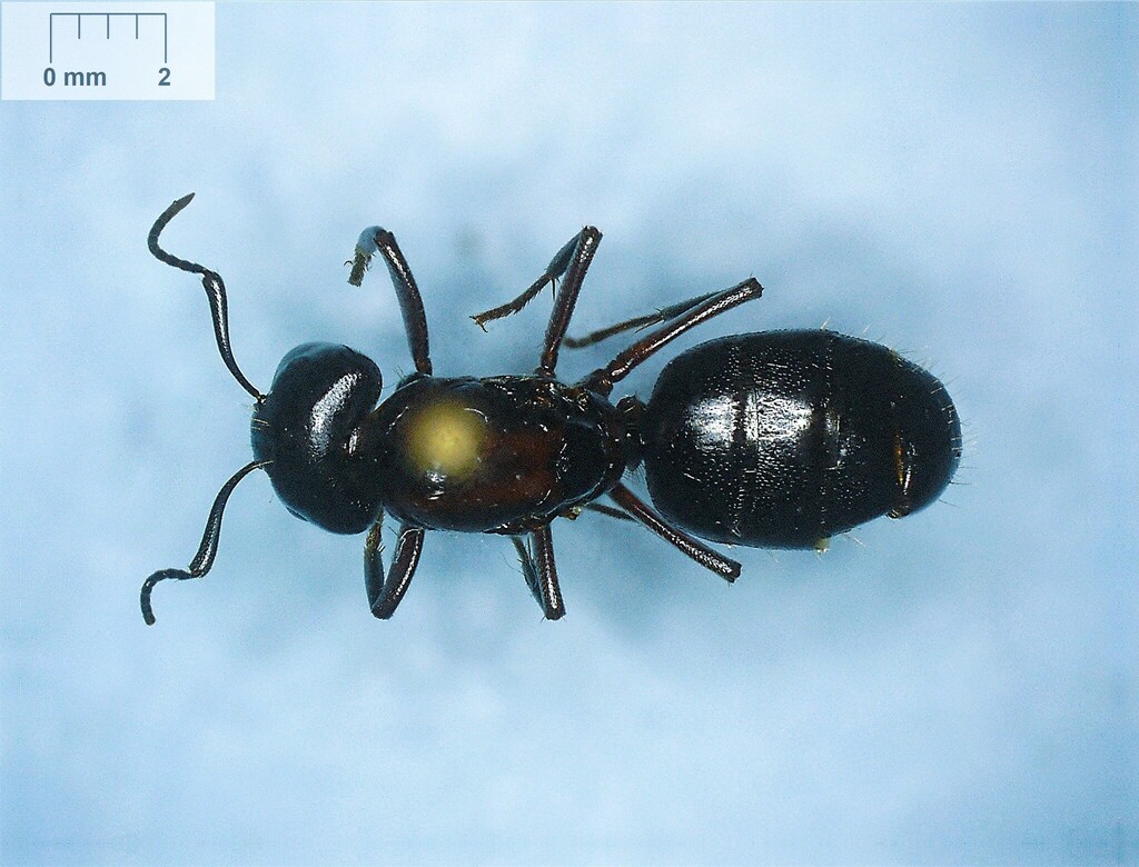 Carpenter Ants, Typical Sugar Ants and Allies from Cookshire-Eaton ...