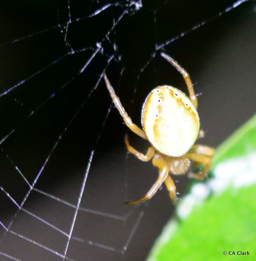 Six-spotted Orbweaver from Huddart Park, Woodside, California, USA on ...
