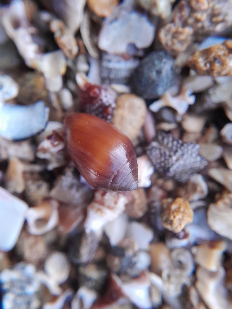 Melampus from XF28+C97, Panamá, Provincia de Panamá, Panamá on May 11 ...