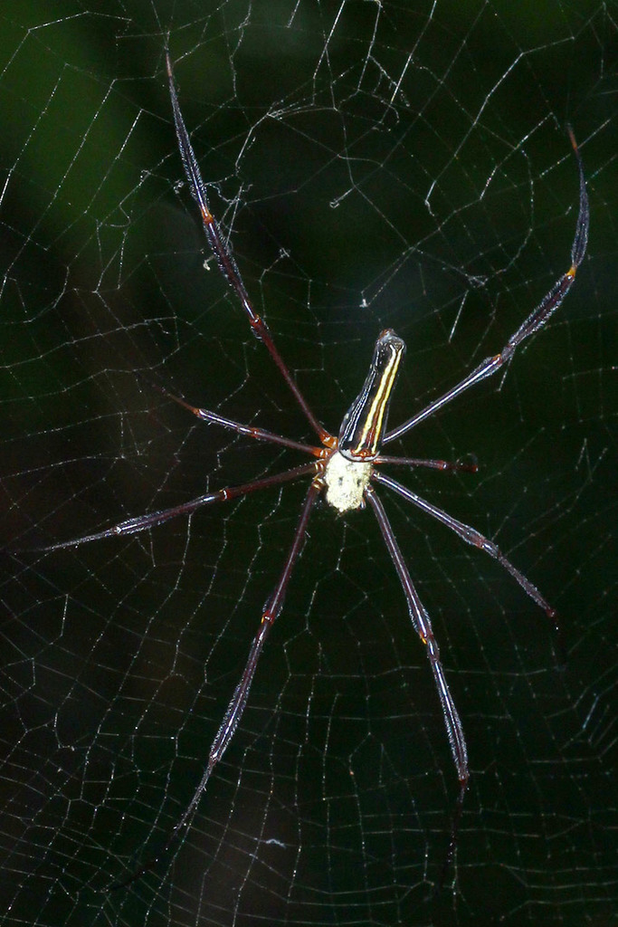 Giant Golden Orbweaver in May 2019 by Franz Anthony · iNaturalist