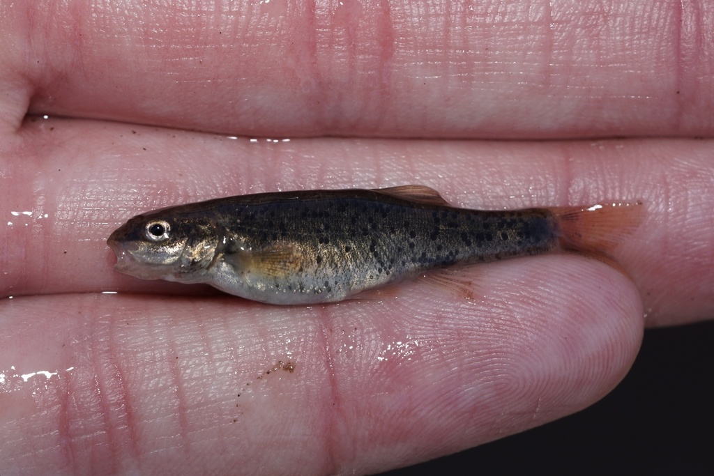 Speckled Dace in May 2024 by Michael Stein · iNaturalist