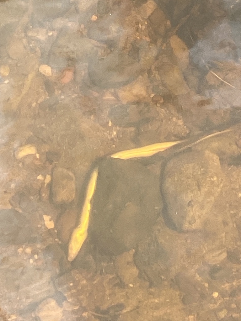 American Eel from North River, Petitcodiac, NB, CA on May 11, 2024 at ...
