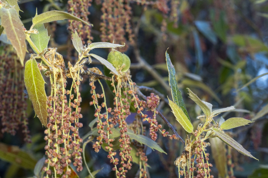 Quercus devia in March 2024 by James Connolly Davis · iNaturalist