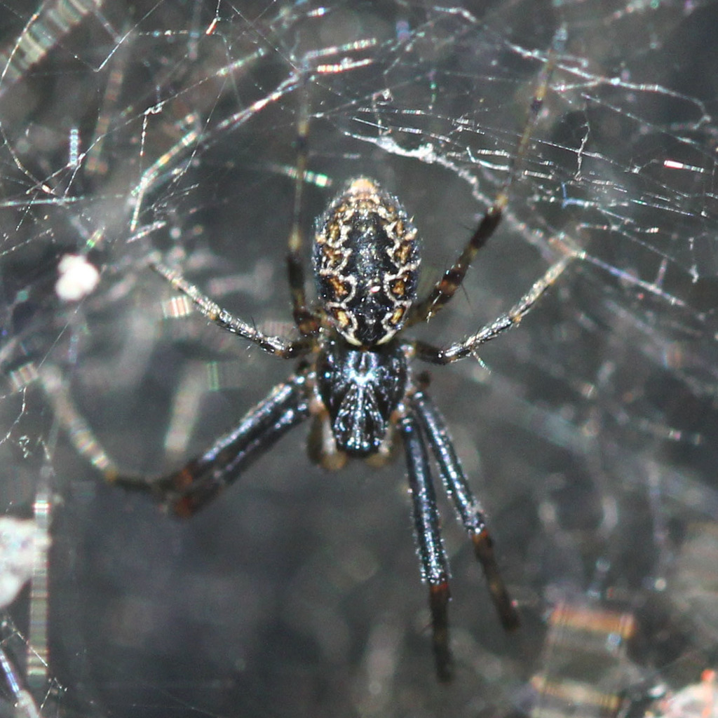 Asian Hermit Spider in May 2019 by Franz Anthony · iNaturalist