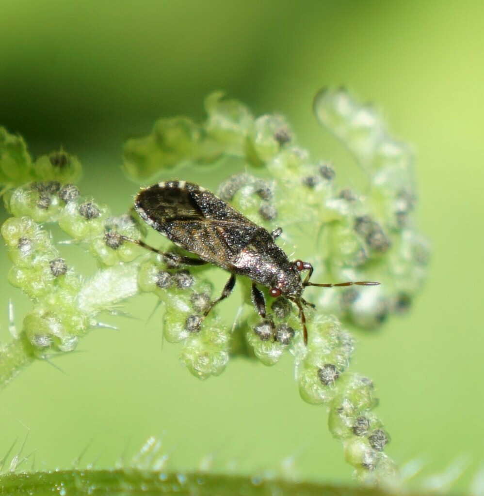 Heterogaster behrensii from Education Hill, Redmond, WA 98052, USA on ...