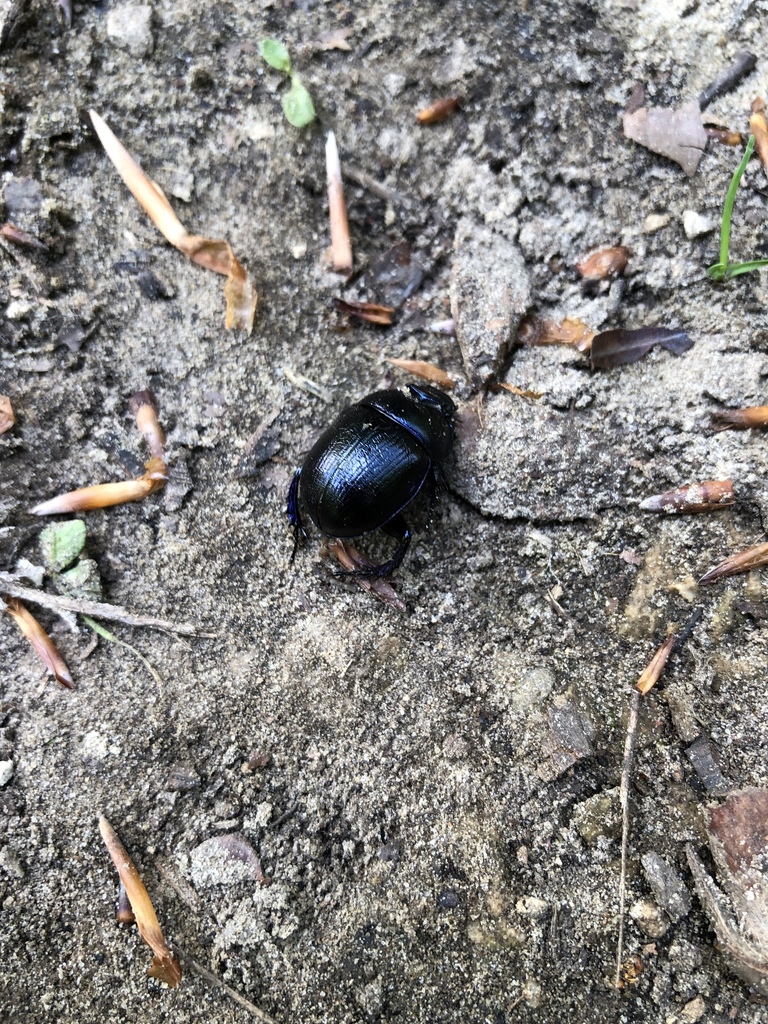 Woodland Dor Beetle from Hobscheid, Hobscheid, Luxembourg, LU on May 05 ...