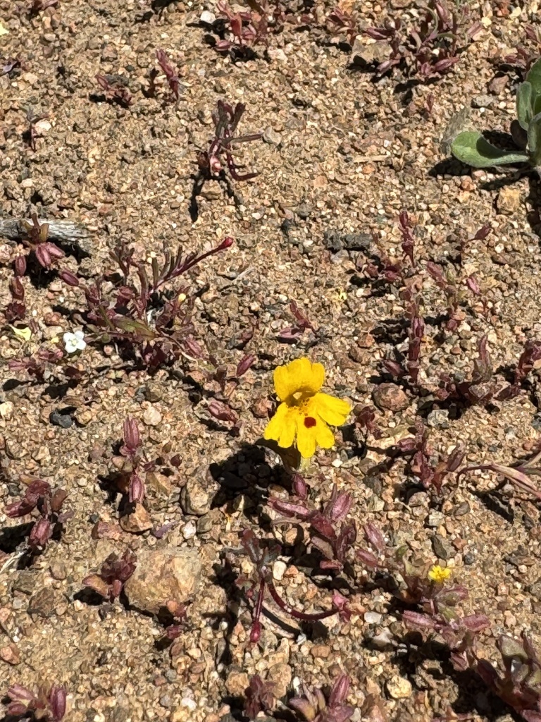 Carson Valley Monkeyflower from Carson City, NV, US on May 11, 2024 at ...