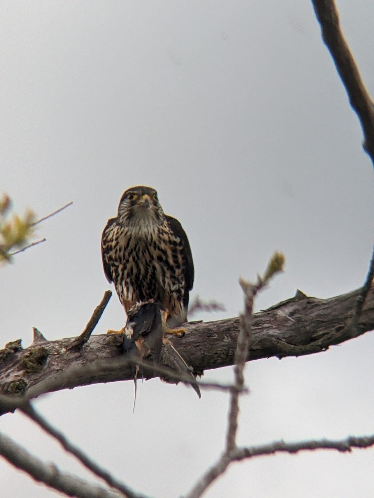Merlin from Hamilton, ON, CA on May 11, 2024 at 05:42 PM by ...
