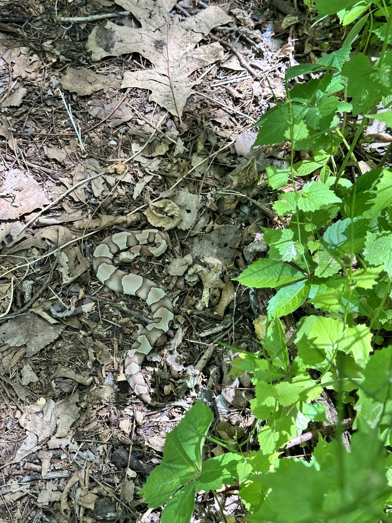 Eastern Copperhead in May 2024 by Anna Olderbak · iNaturalist