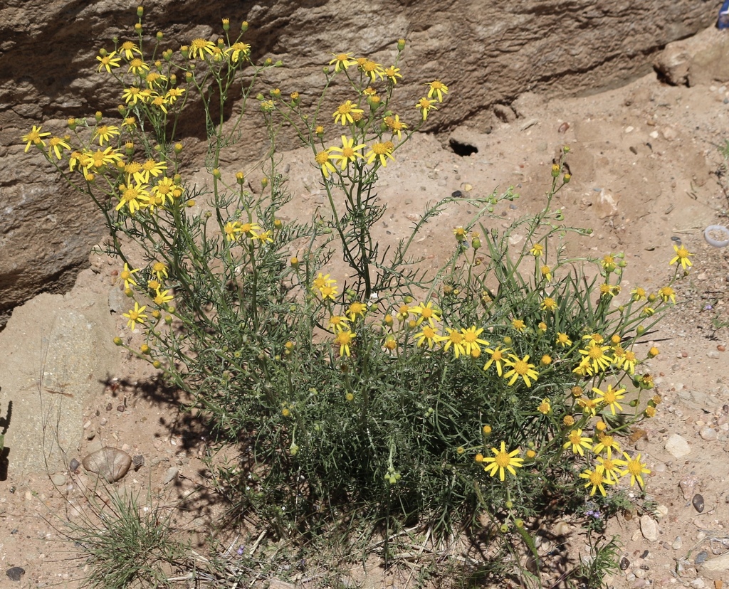 threadleaf groundsel from Garza County, TX, USA on April 21, 2019 at 01 ...