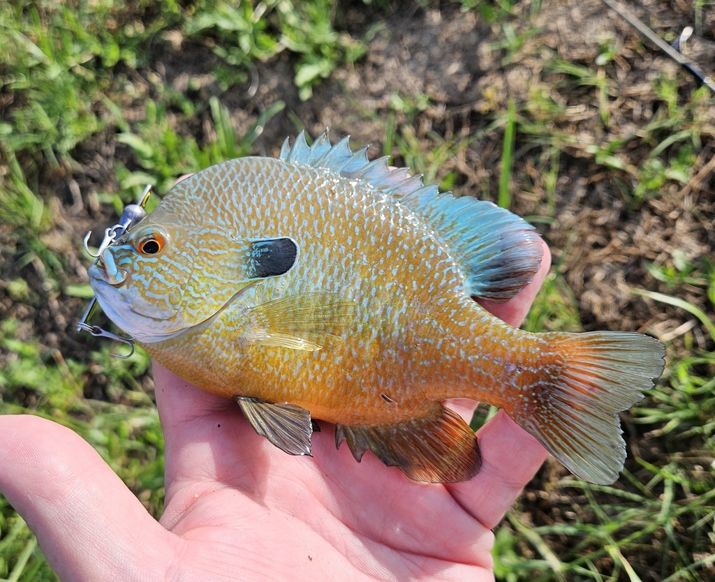 Longear Sunfish Complex (Lepomis megalotis) - Marine Life Identification