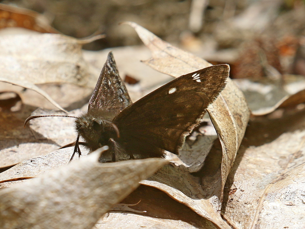 Juvenal's Duskywing from Brentwood, NH 03833, USA on May 11, 2024 at 11 ...