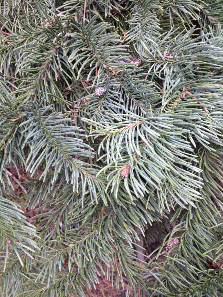 red fir (California red fir) (Handbook for the Native Trees of Oregon ...