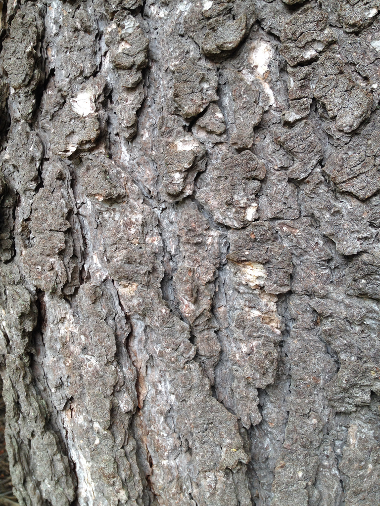 red fir (California red fir) (Handbook for the Native Trees of Oregon ...