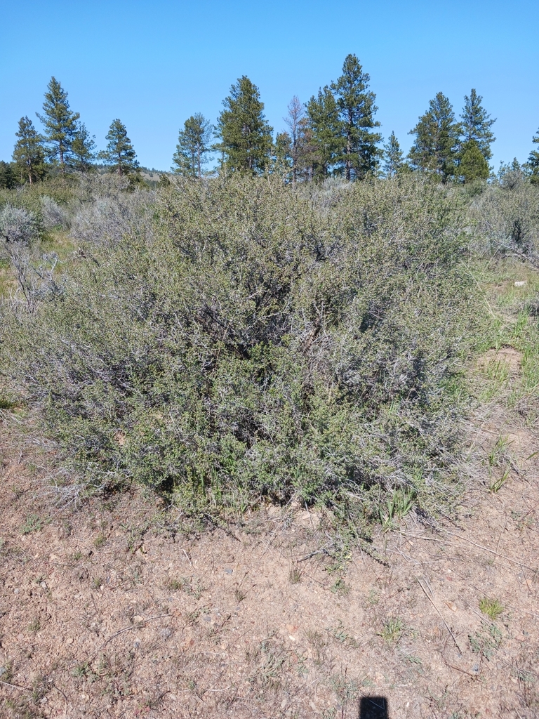 Antelope Bitterbrush from Baker City, OR 97814, USA on May 11, 2024 at ...