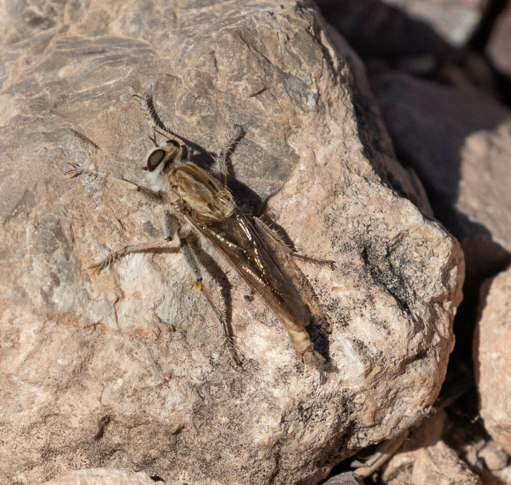 Proctacanthella from Cochise County, AZ, USA on April 29, 2024 at 07:57 ...