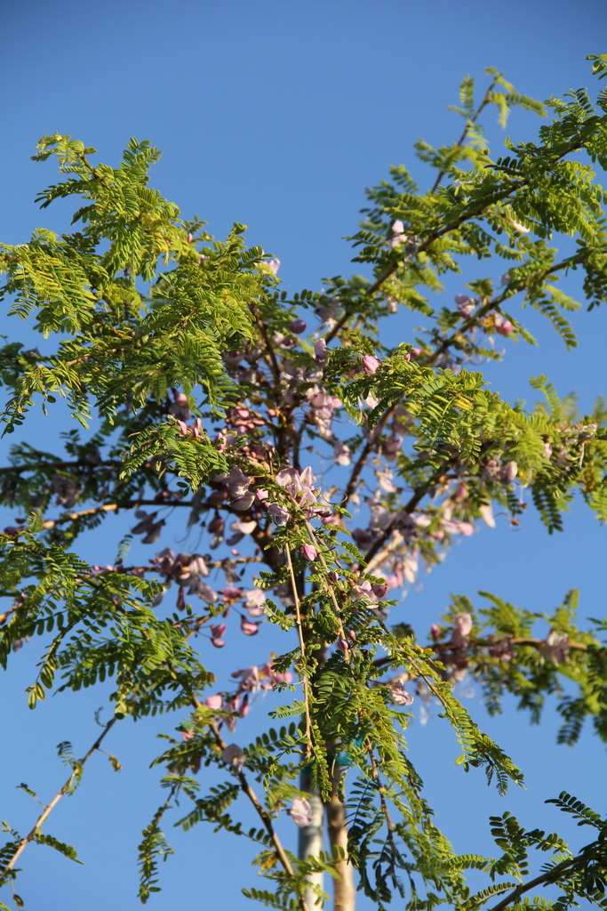 (Poitea florida) - Botanical Realm