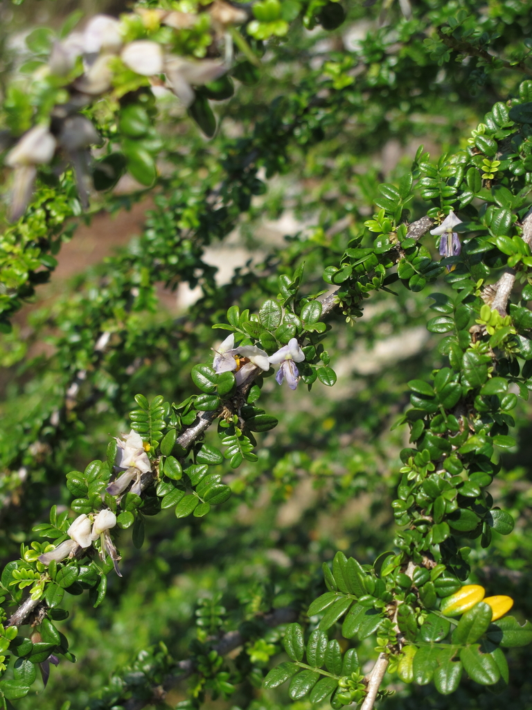 (Poitea florida) - Botanical Realm