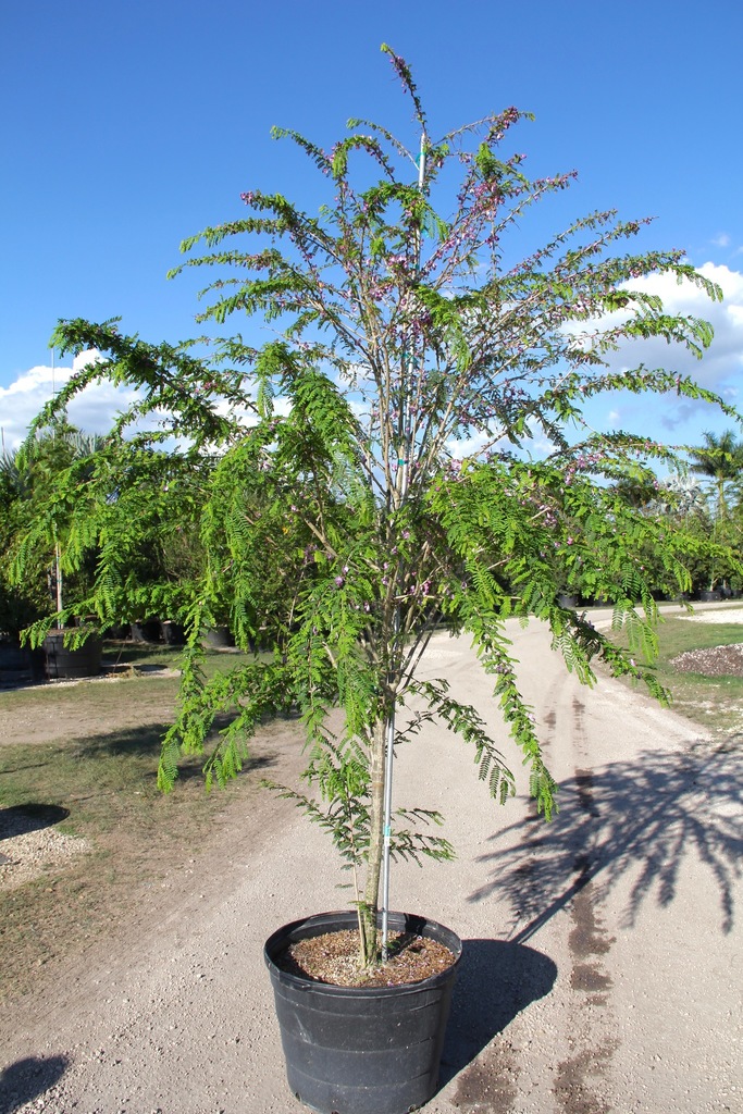 (Poitea florida) - Botanical Realm