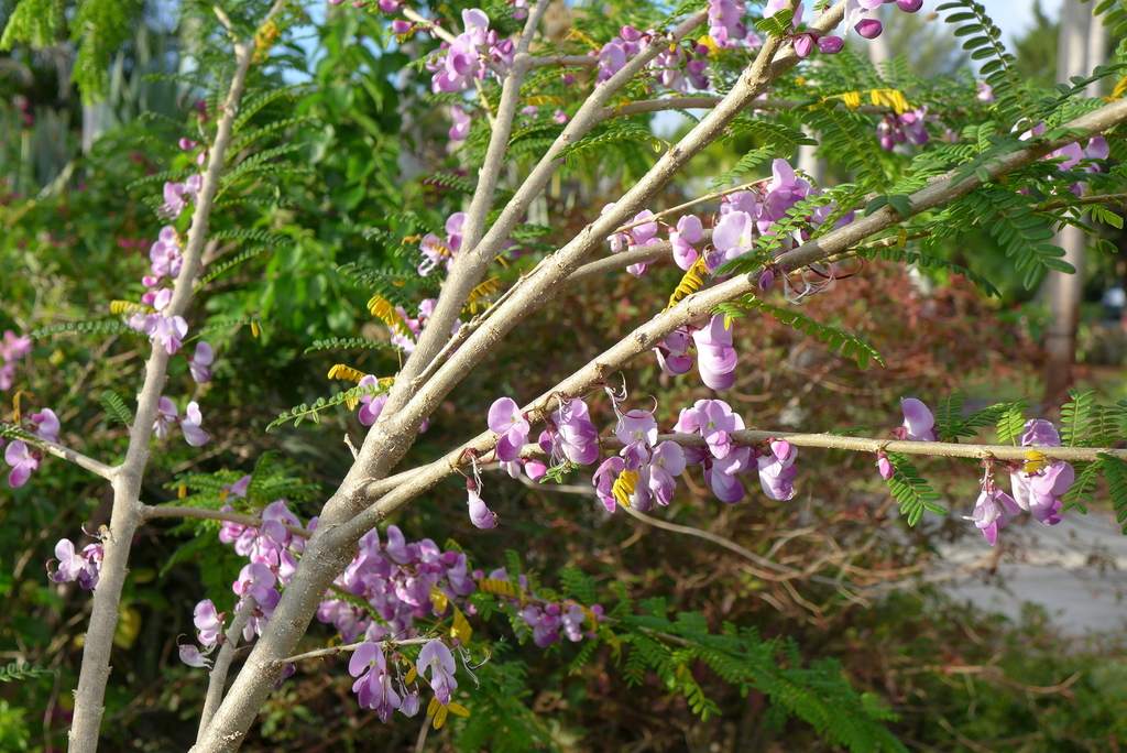 (Poitea florida) - Botanical Realm