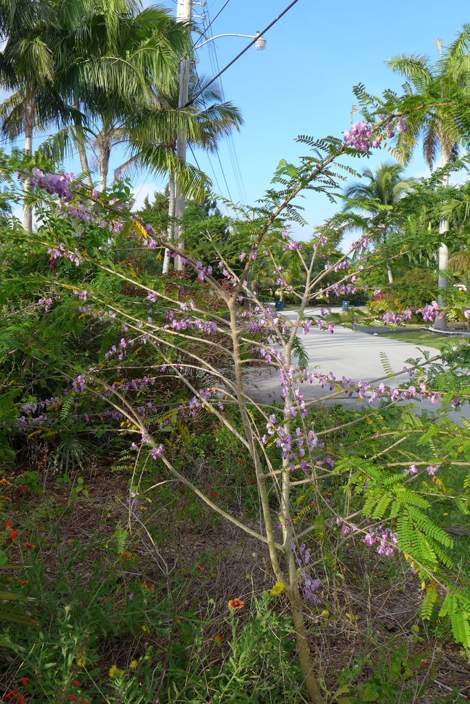 (Poitea florida) - Botanical Realm
