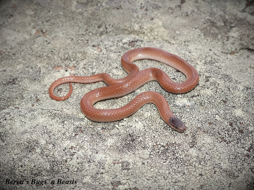 Plains Black-headed Snake (Tantilla nigriceps) - Snakes and Lizards