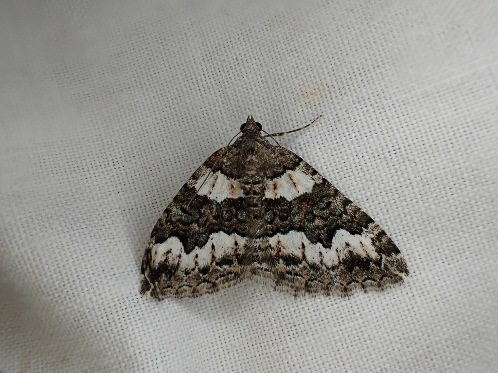 Gypsum Carpet Moth in May 2024 by Mark Hura · iNaturalist