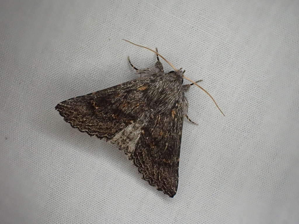 Butterflies and Moths in May 2024 by Mark Hura · iNaturalist Australia