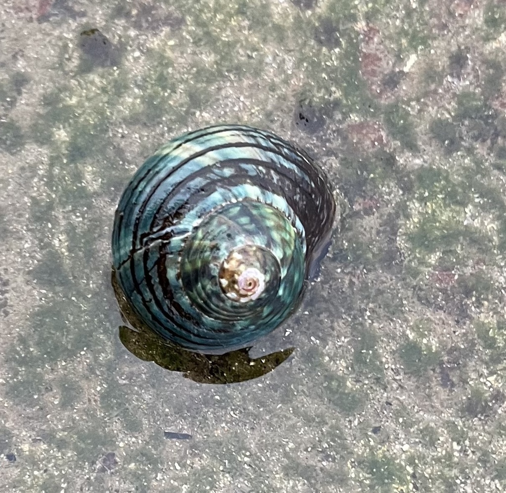 Common Warrener from Tasman Sea, Wollongong, NSW, AU on May 11, 2024 at ...