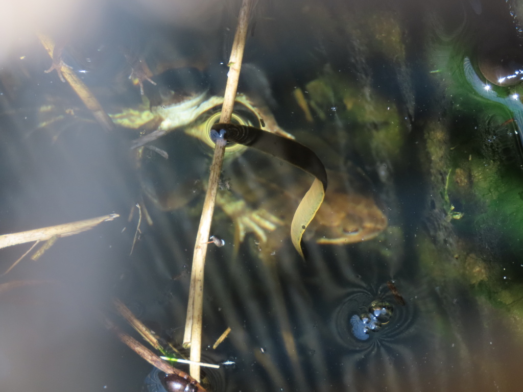 Horse Leech from Low Lane, York, England, GB on May 11, 2024 at 12:33 ...