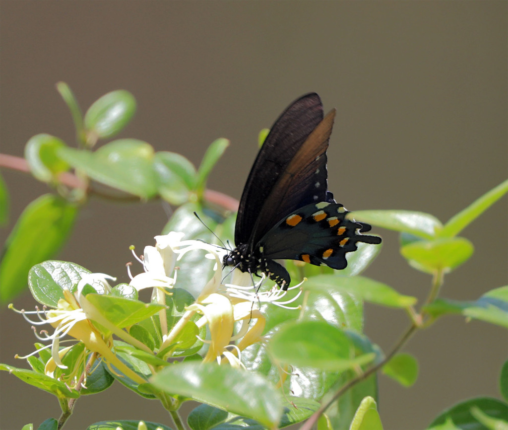 Pipevine Swallowtail from Colleton County, SC, USA on May 11, 2024 at ...
