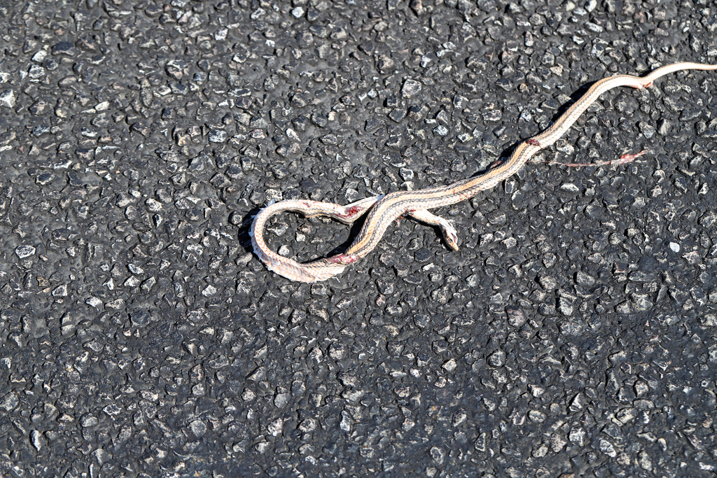 Big Bend Patchnose Snake from Hidalgo County, NM, USA on May 11, 2024 ...