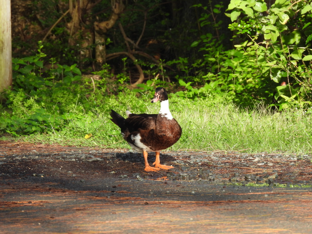 Mallard × Muscovy Duck from Campamento Piñones, Carolina, Loíza, Puerto ...