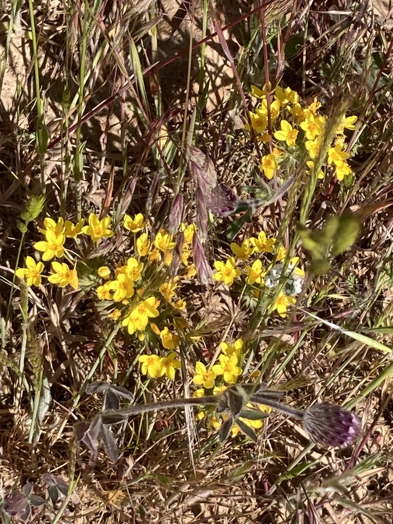 variable linanthus from Cleveland National Forest, Descanso, CA, US on ...