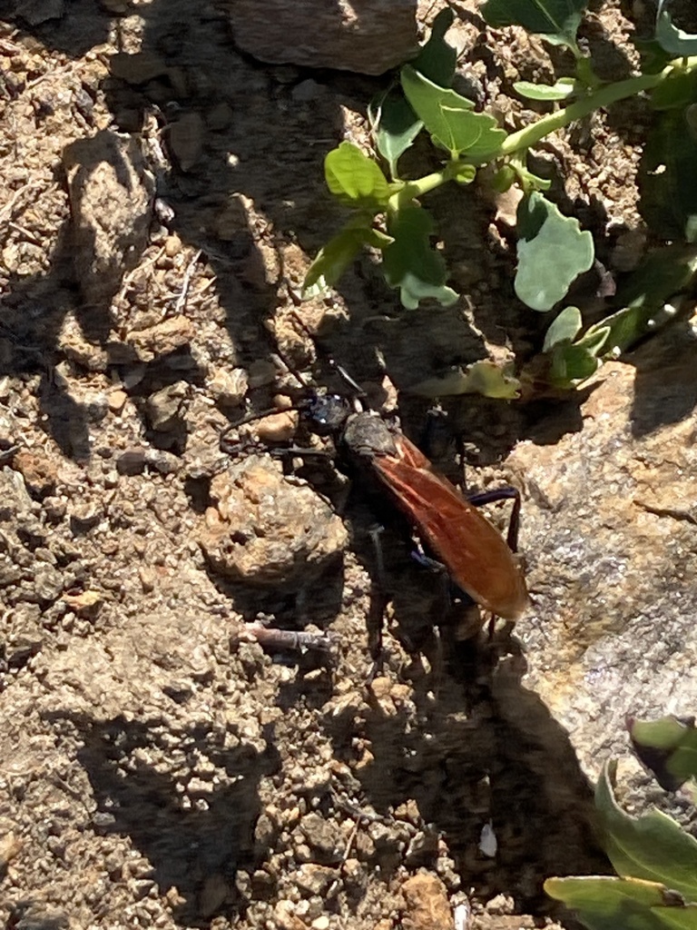 Thisbe's Tarantula-hawk Wasp from Cleveland National Forest, Descanso ...