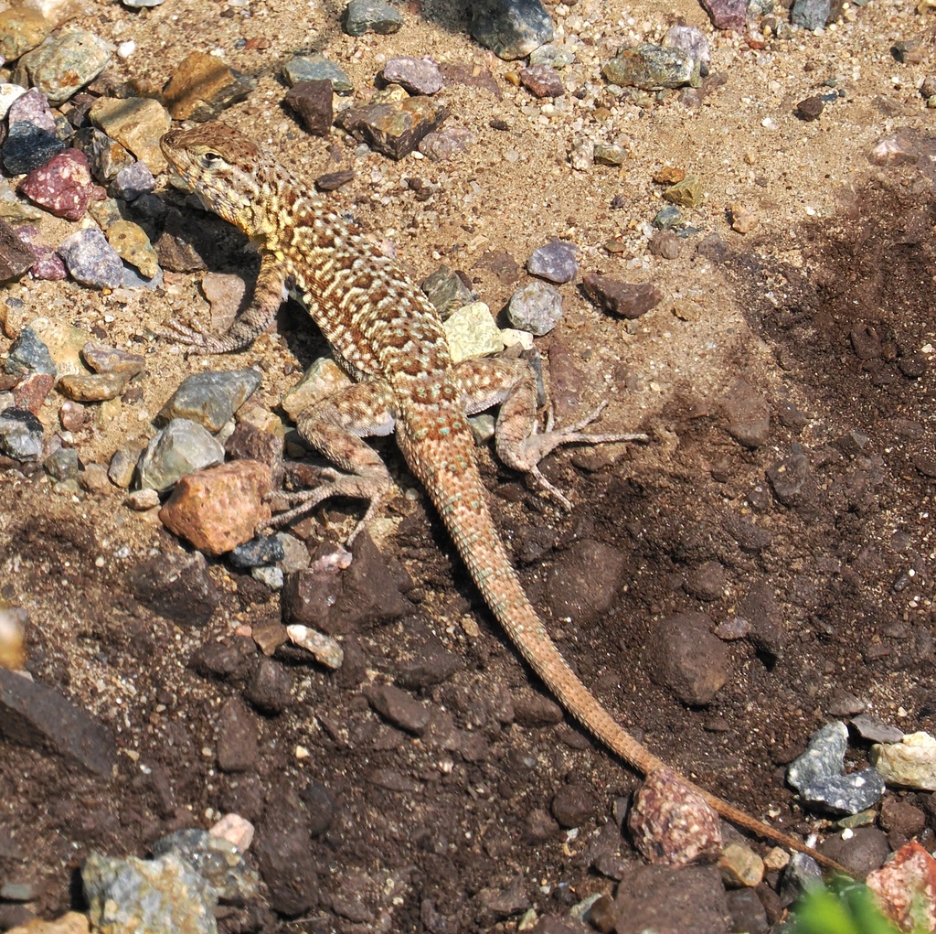 Western Side-blotched Lizard from Point Loma, San Diego, CA, USA on May ...