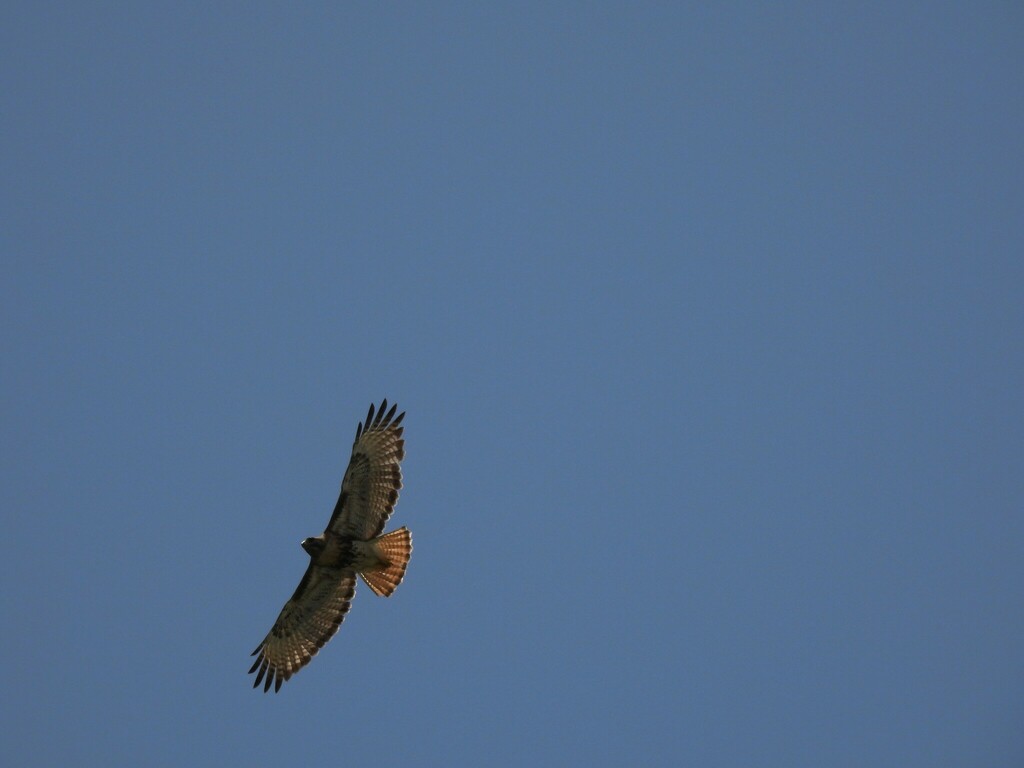 Red-tailed Hawk from Sabana Abajo, Carolina, Puerto Rico, Carolina ...
