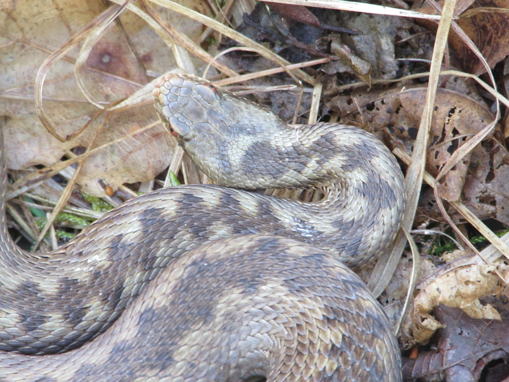 Adder in April 2019 by Tom Vermeire · iNaturalist