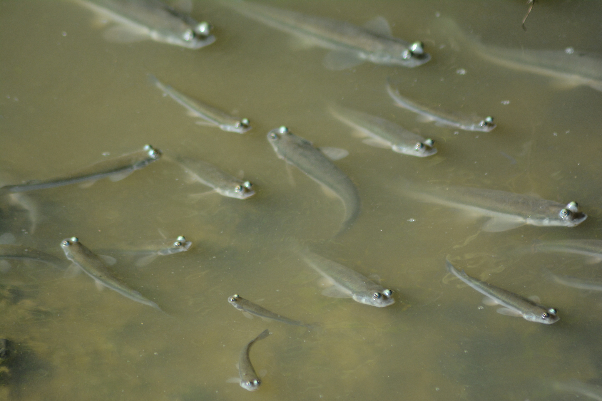 Anableps anableps (Linnaeus, 1758)