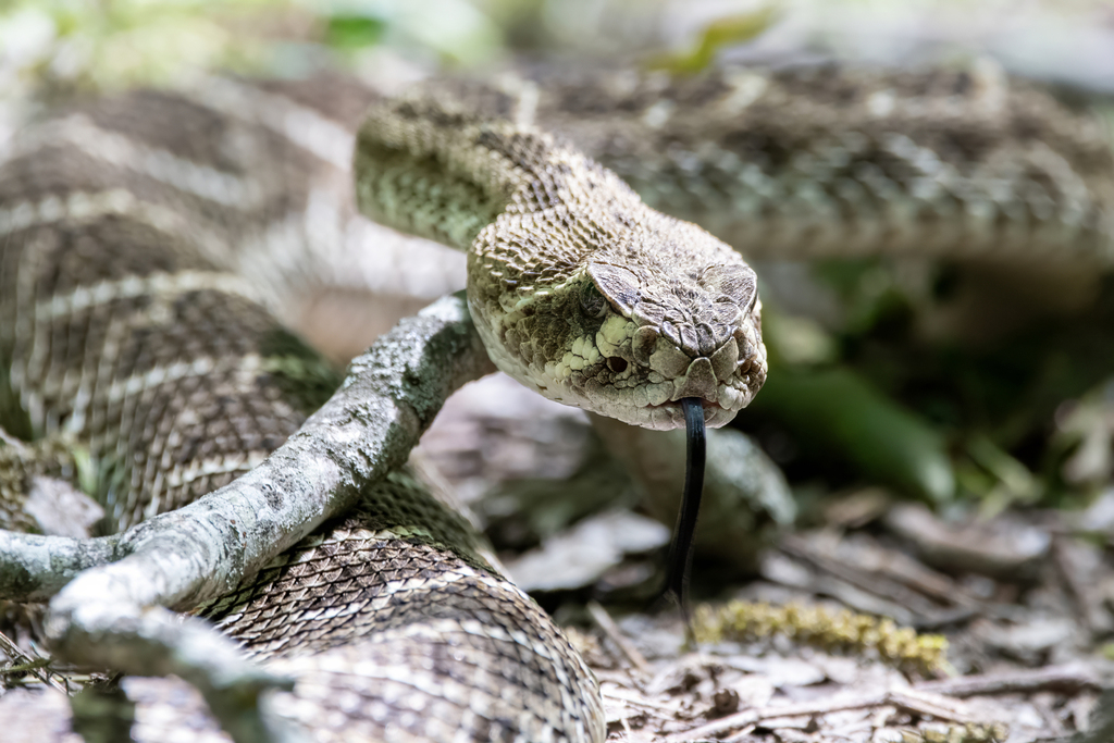 Western Diamond-backed Rattlesnake from Commons Ford Ranch Metropolitan ...