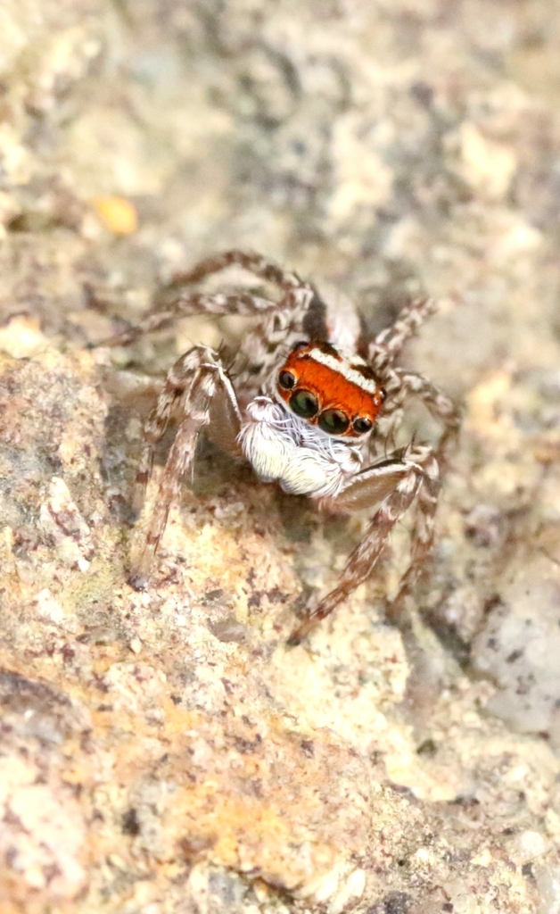 Plexippus setipes from 香港大帽山 on May 11, 2024 at 02:21 PM by Agnes ...