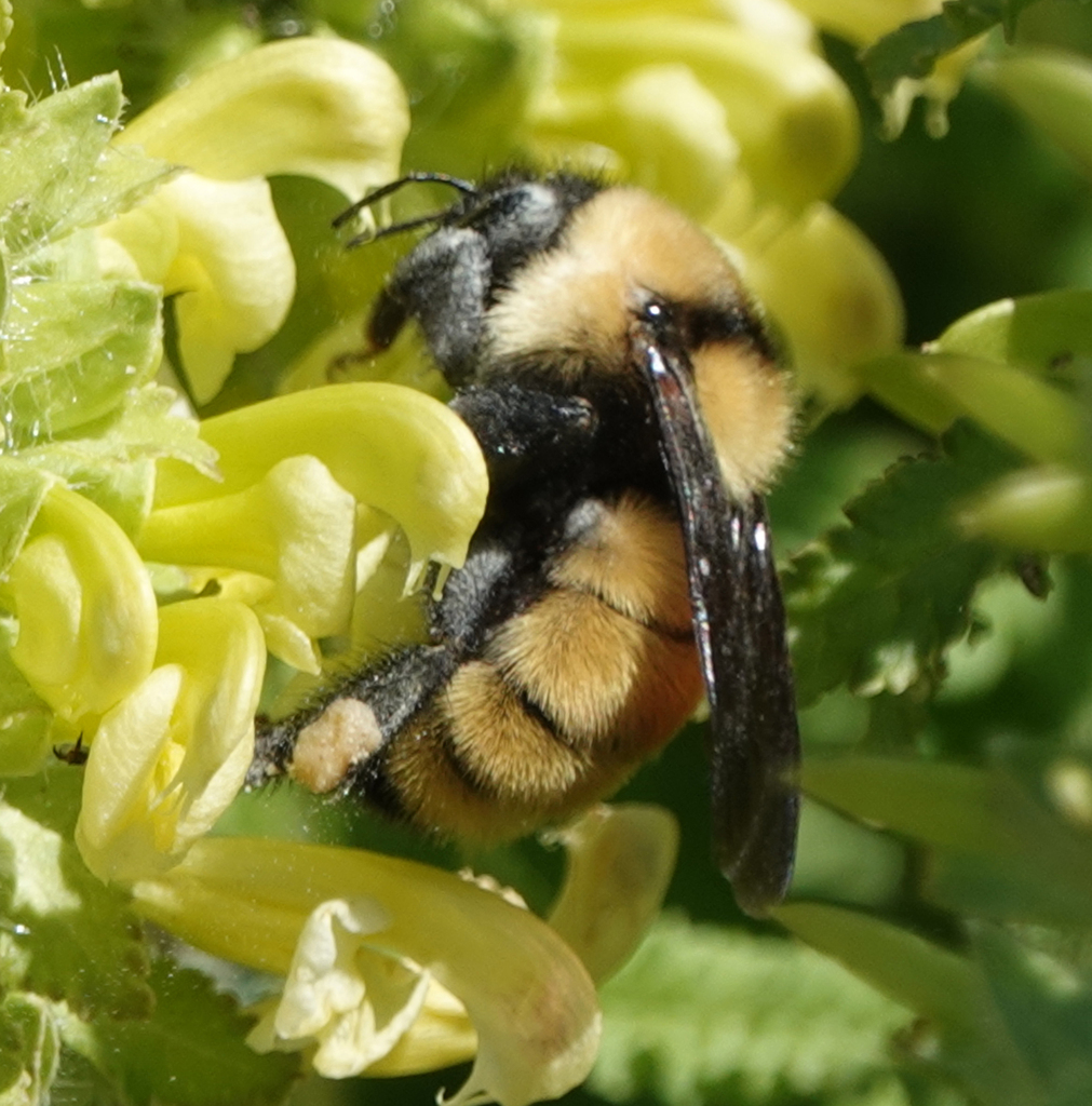 Golden Northern Bumble Bee from Bur Oak Valley Preserve, Winnebago ...
