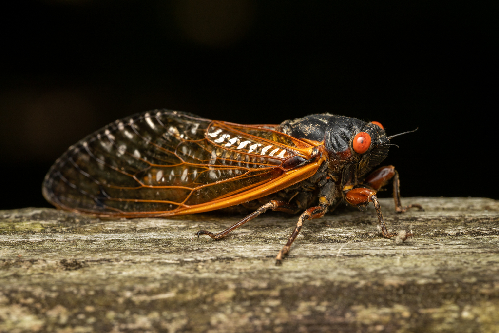 Riley's 13-Year Cicada from Madison County, GA, USA on May 11, 2024 at ...