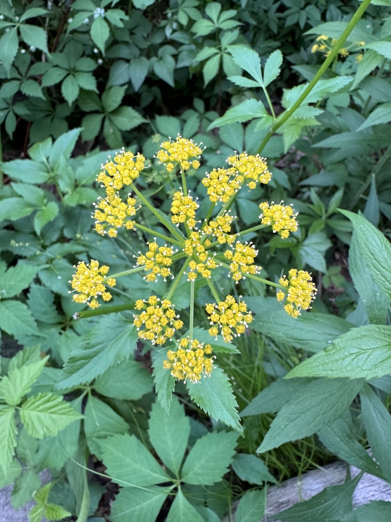 golden Alexanders from Central Park, New York, NY, US on May 9, 2024 at ...