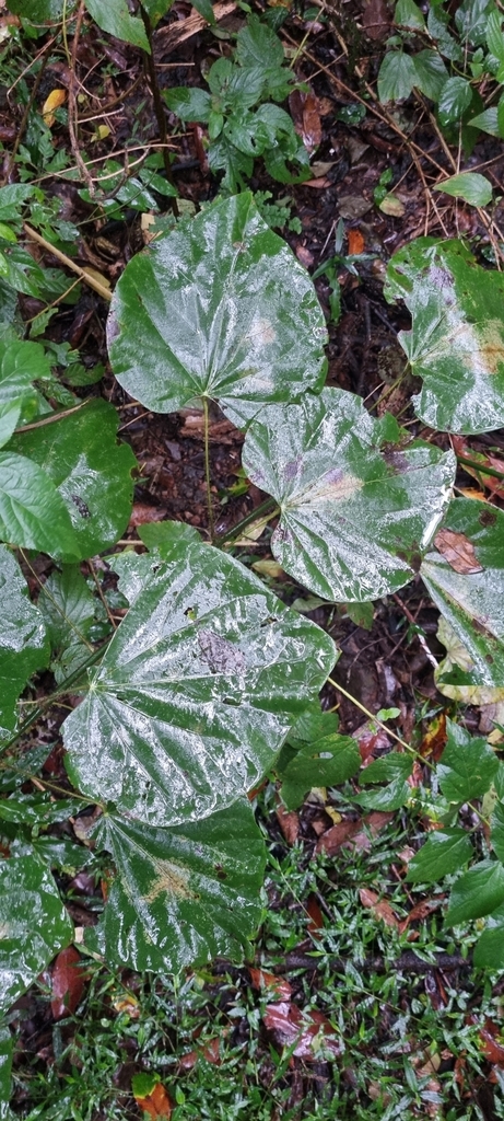 Big-Leaf Vine from Redbank Creek QLD 4312, Australia on May 12, 2024 at ...