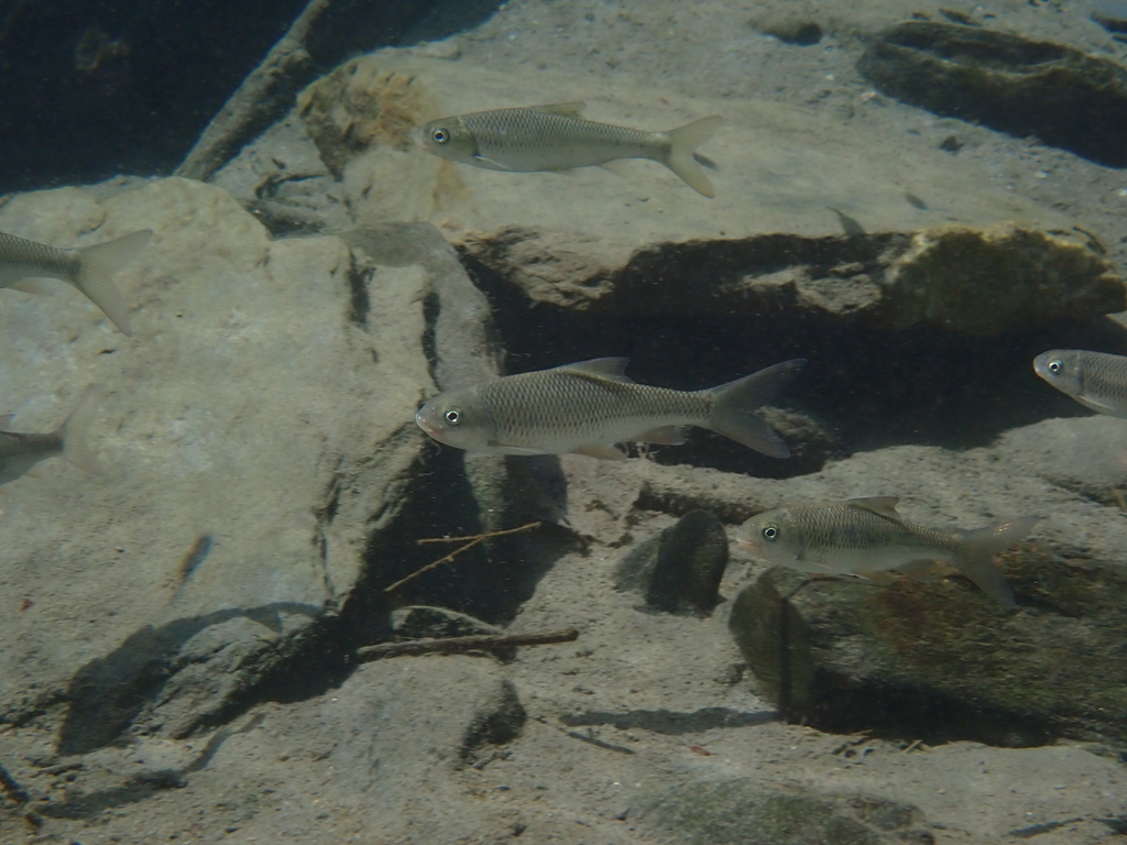 Taiwan Ku Fish (Onychostoma alticorpus) - Marine Life Identification