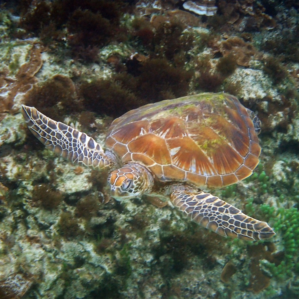Green Sea Turtle from Emily Bay, Kingston 2899, Norfolk Island on May 8 ...