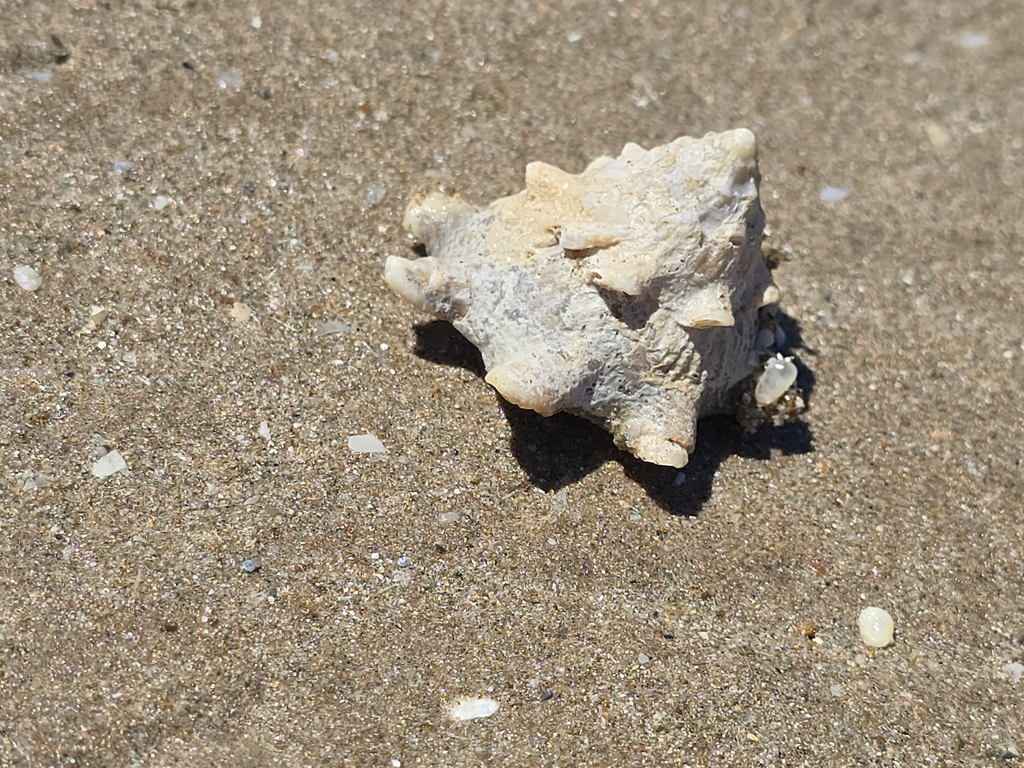 Astralium from MVCV+R7, Lee Point NT 0810, Australia on May 12, 2024 at ...