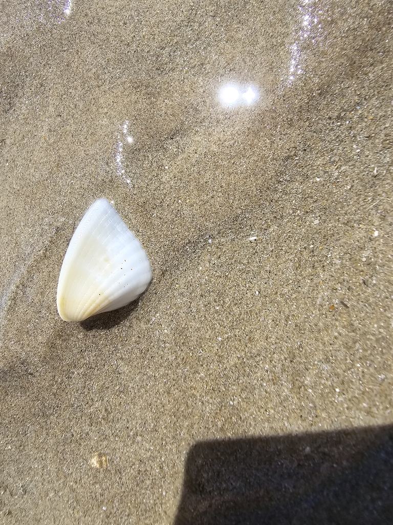 Cockles, Tellins, and Allies from MVCV+R7, Lee Point NT 0810, Australia ...